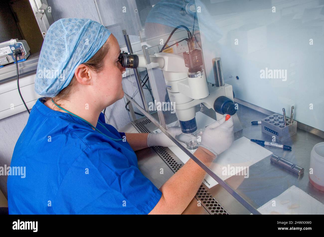 A lab assistant recovers eggs from samples collected from a female ...