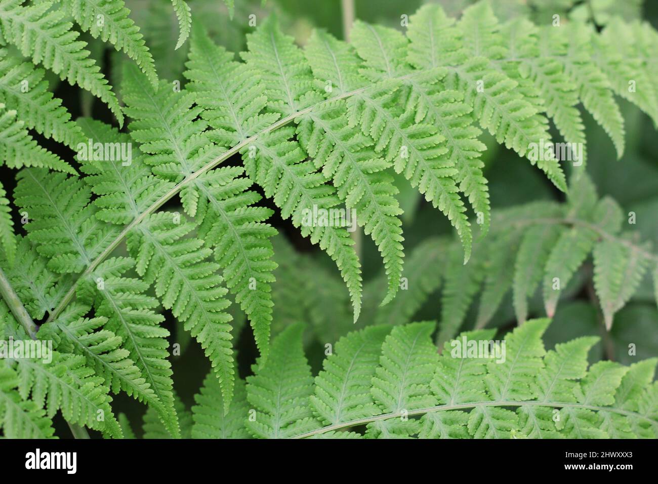 Beautiful bright green ferns growing in the summer meadow Stock Photo ...