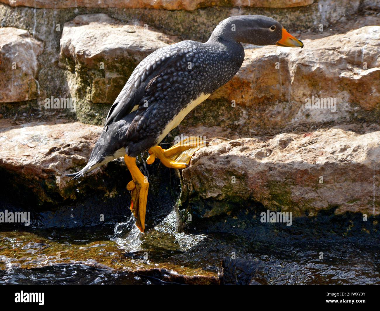 Fuegian steamer duck (Tachyeres pteneres) coming out of the water Stock ...