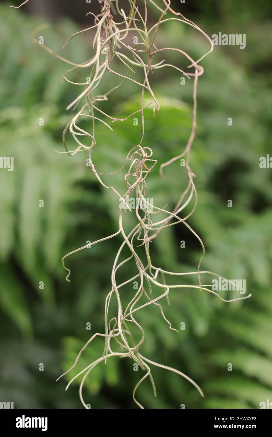 Stringy Spanish moss hanging from above Stock Photo - Alamy