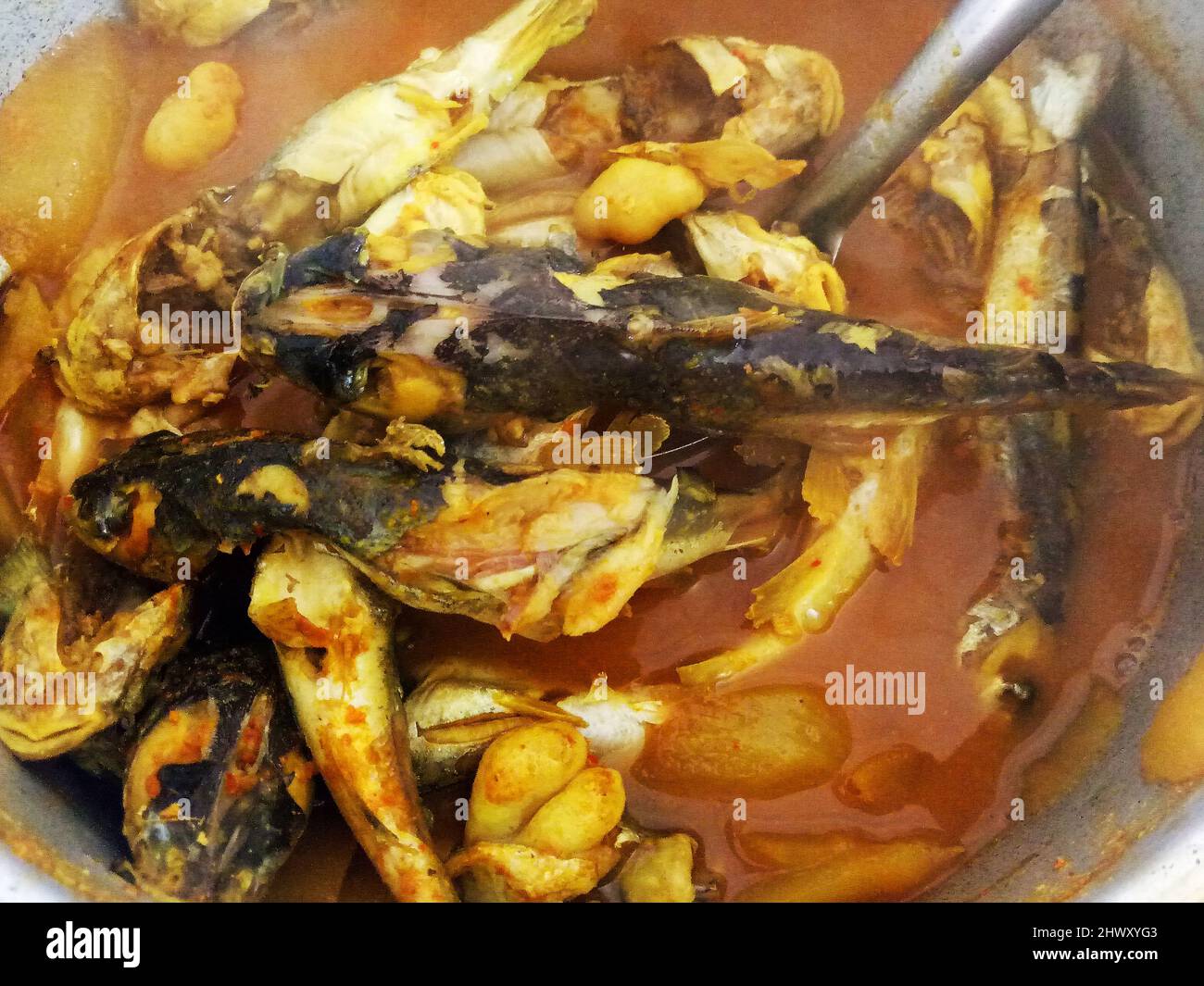 Pangasius conchophilus hi-res stock photography and images - Alamy