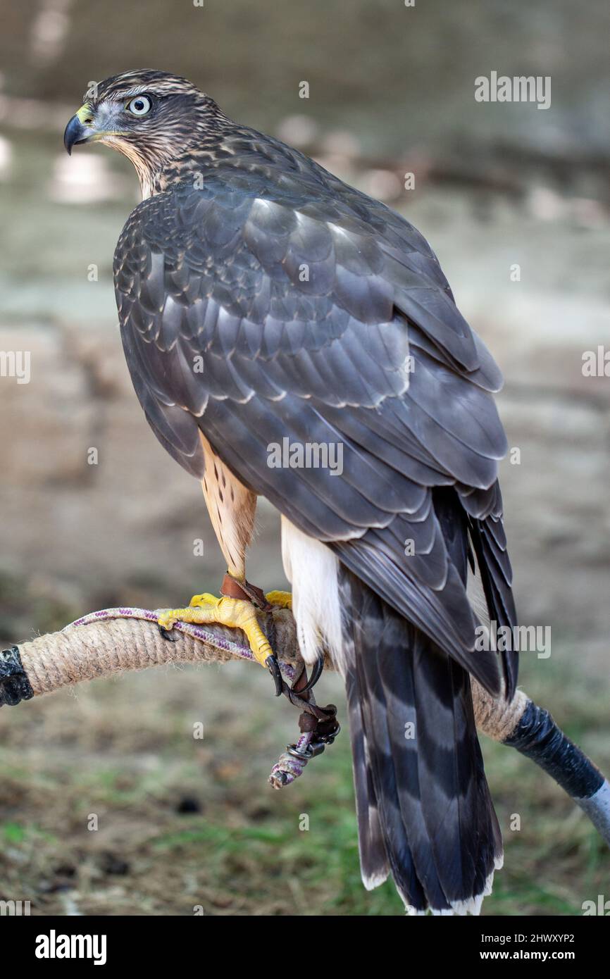 Raptor northern goshawk hi-res stock photography and images - Alamy
