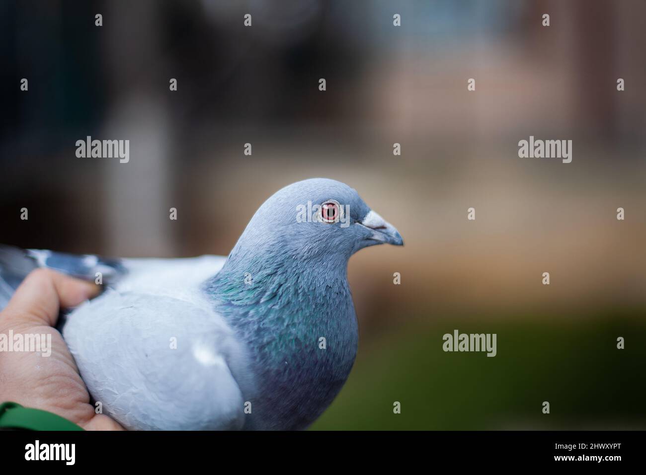 Racing pigeon on the hand. Pigeon racing is very popular worldwide ...