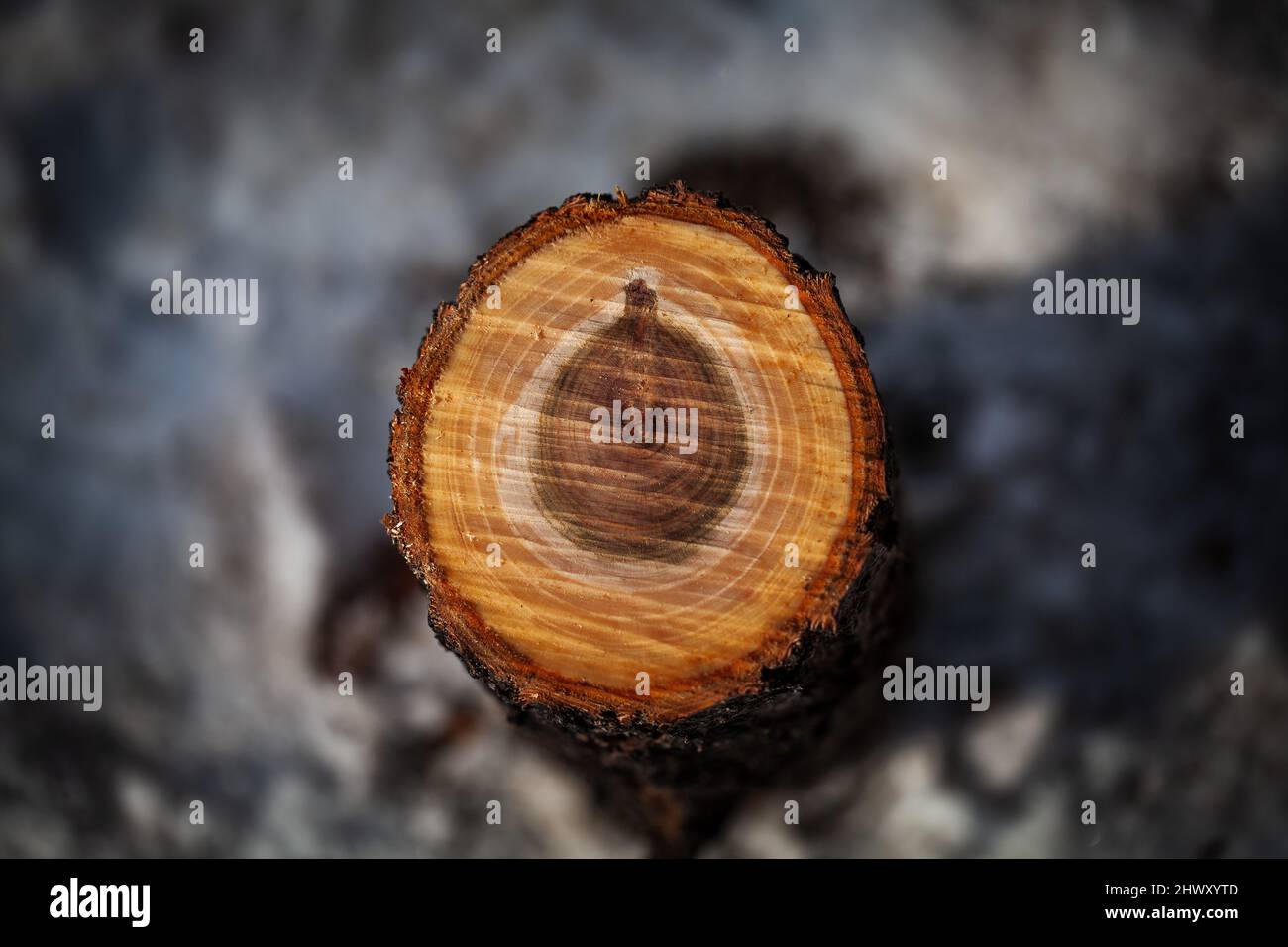 Log cut with an axe. lumbering is a very common industry all over the ...