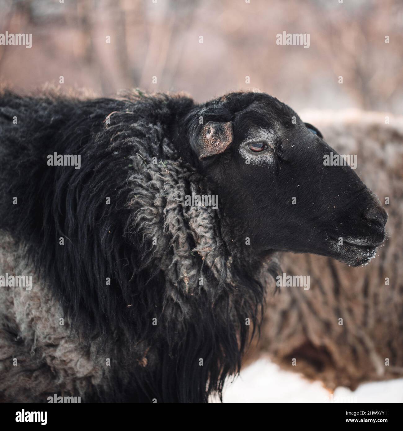 Sheep farming is a very popular livelihood in the world. Romanov sheep ...