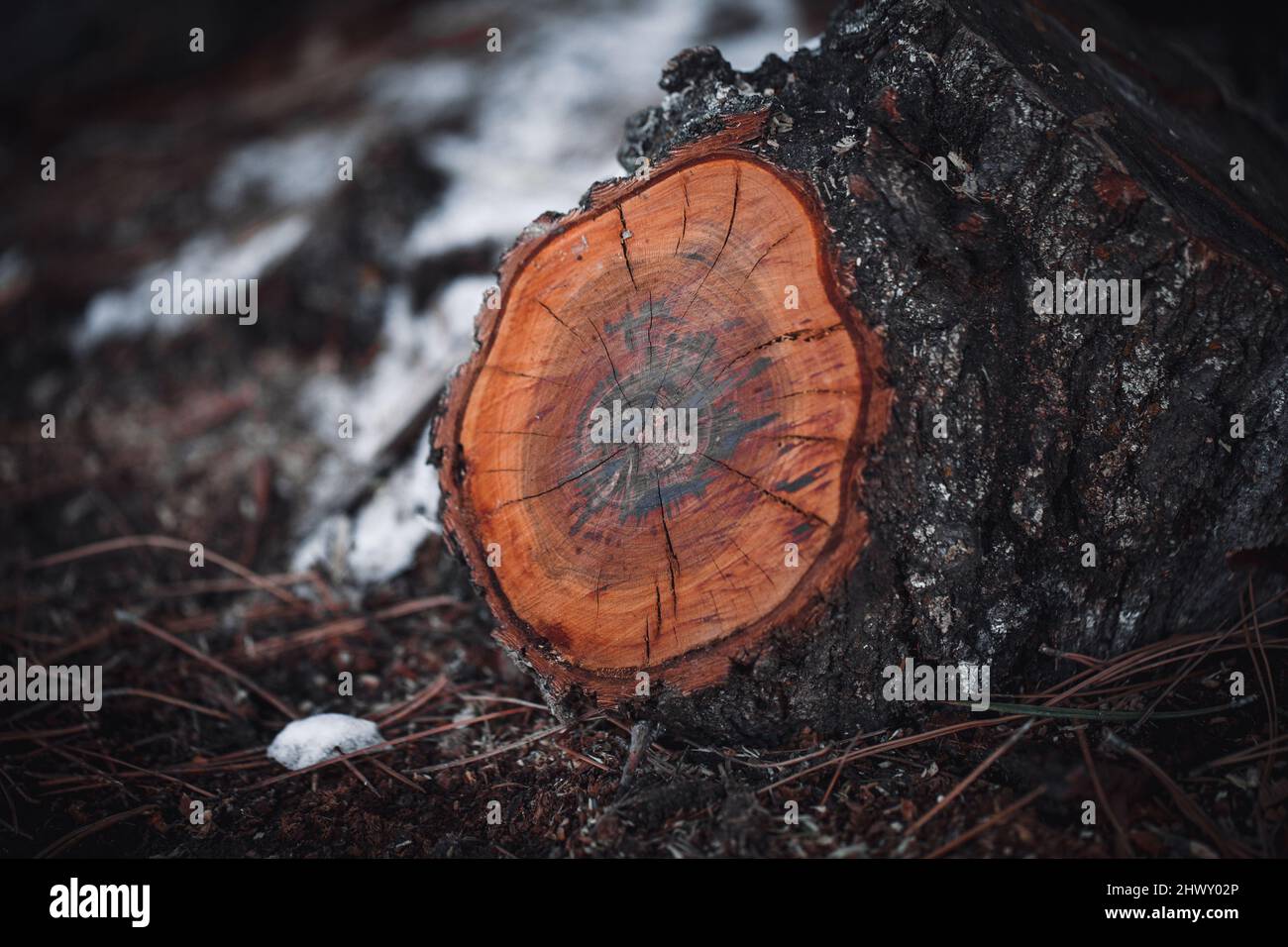 Rough cut lumber hi-res stock photography and images - Alamy