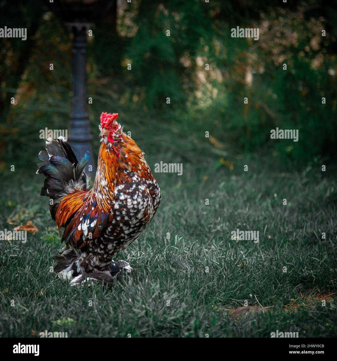 Colourful Bantam Rooster on the lawn Stock Photo - Alamy