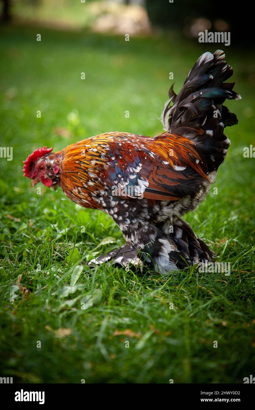 Colourful Bantam Rooster on the lawn Stock Photo - Alamy