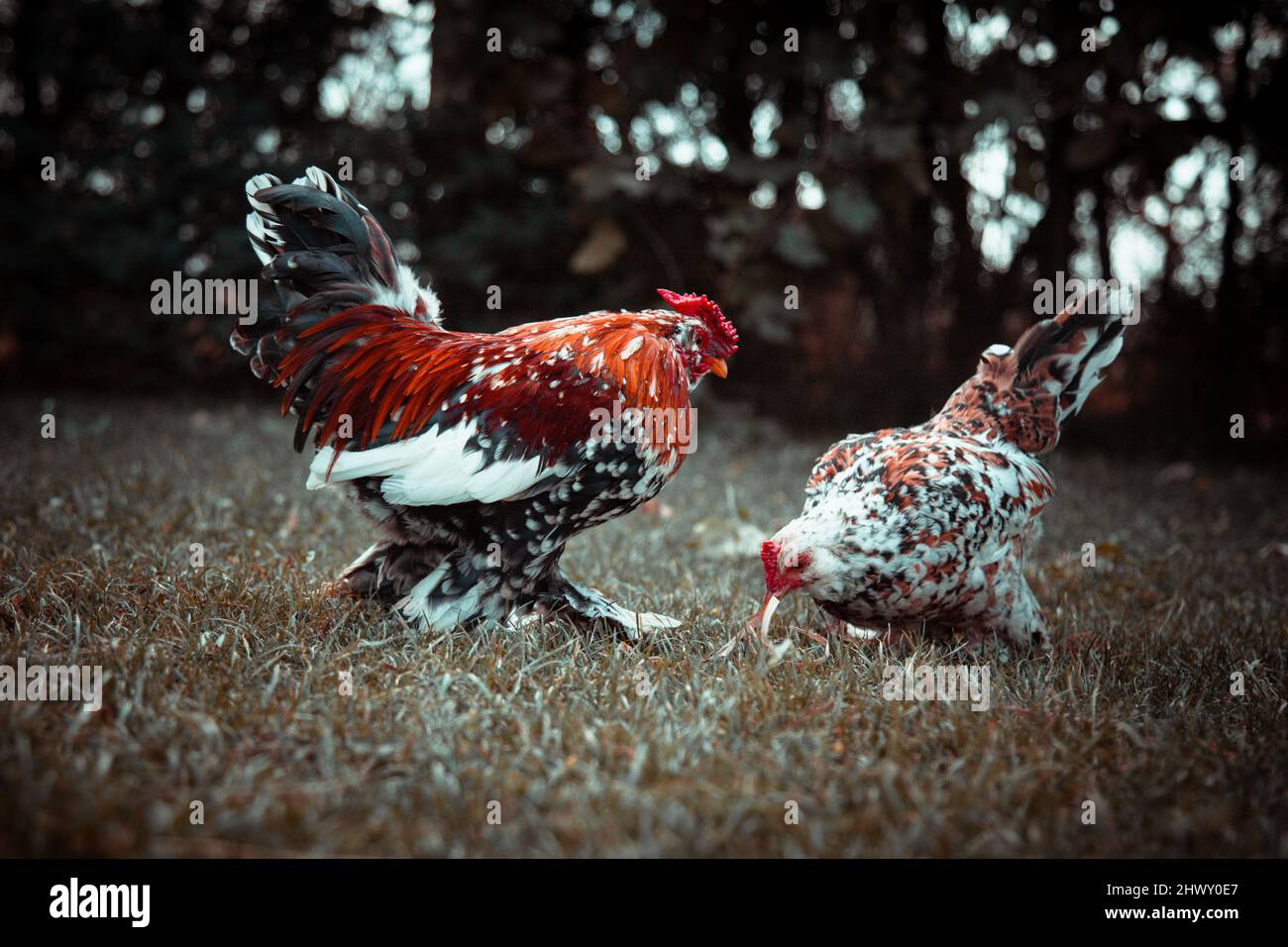 Bantam Rooster and Chicken on the lawn. Colourful bantam chicken and ...