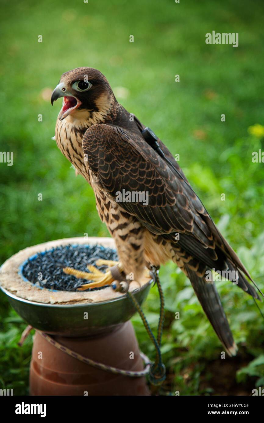 Falcon on the perch. Male peregrine falcon on the block perch Stock ...