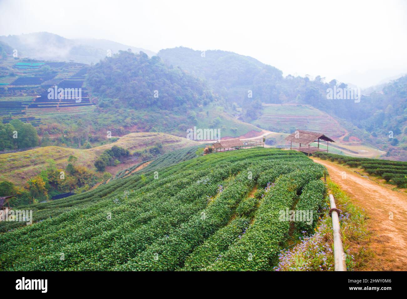 Green tea plantation field on mountain hill highland agricultural Stock ...
