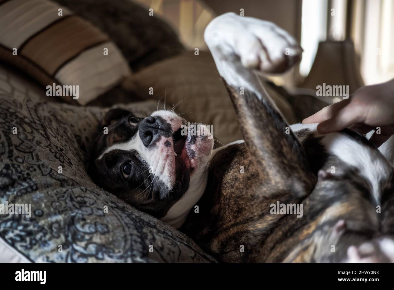 Portrait of a cute female Boxer Dog Stock Photo - Alamy