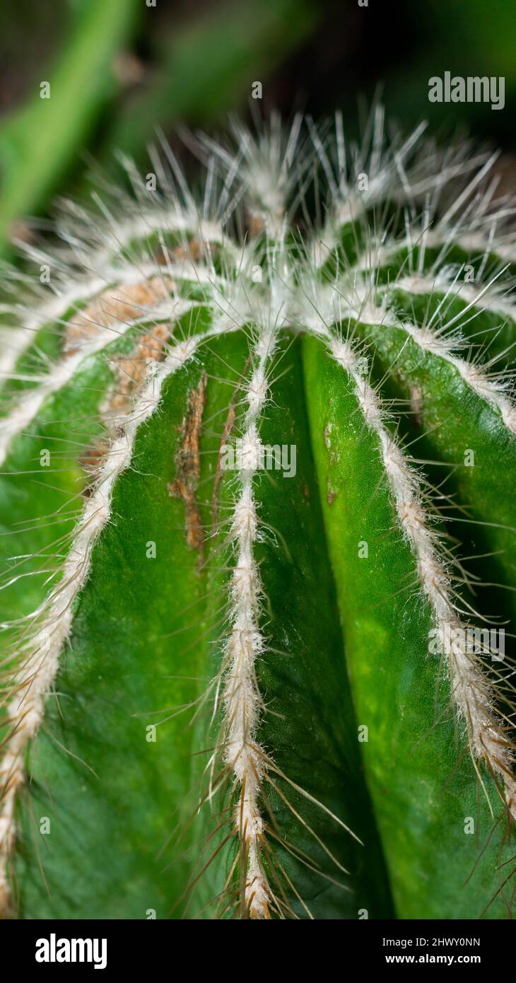 Notocatus with fungal or bacteria disease. rusty disease cactus Stock ...