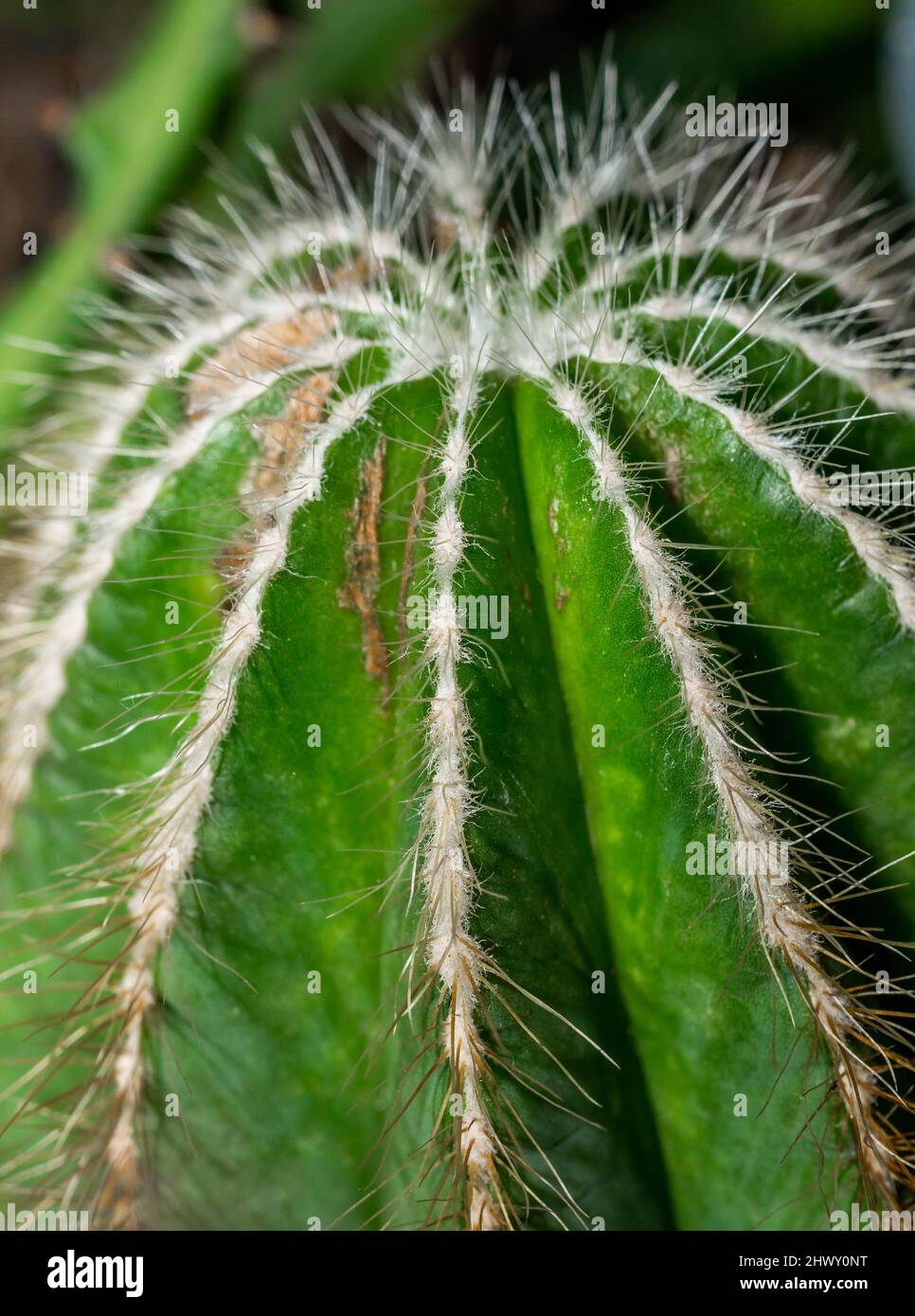 Notocatus with fungal or bacteria disease. rusty disease cactus Stock ...