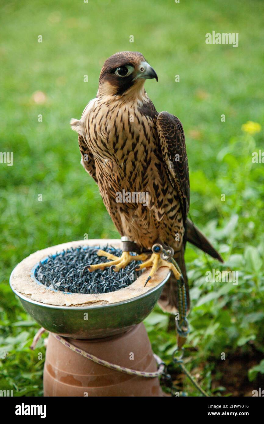 Falcon on the perch. Male peregrine falcon on the block perch Stock ...