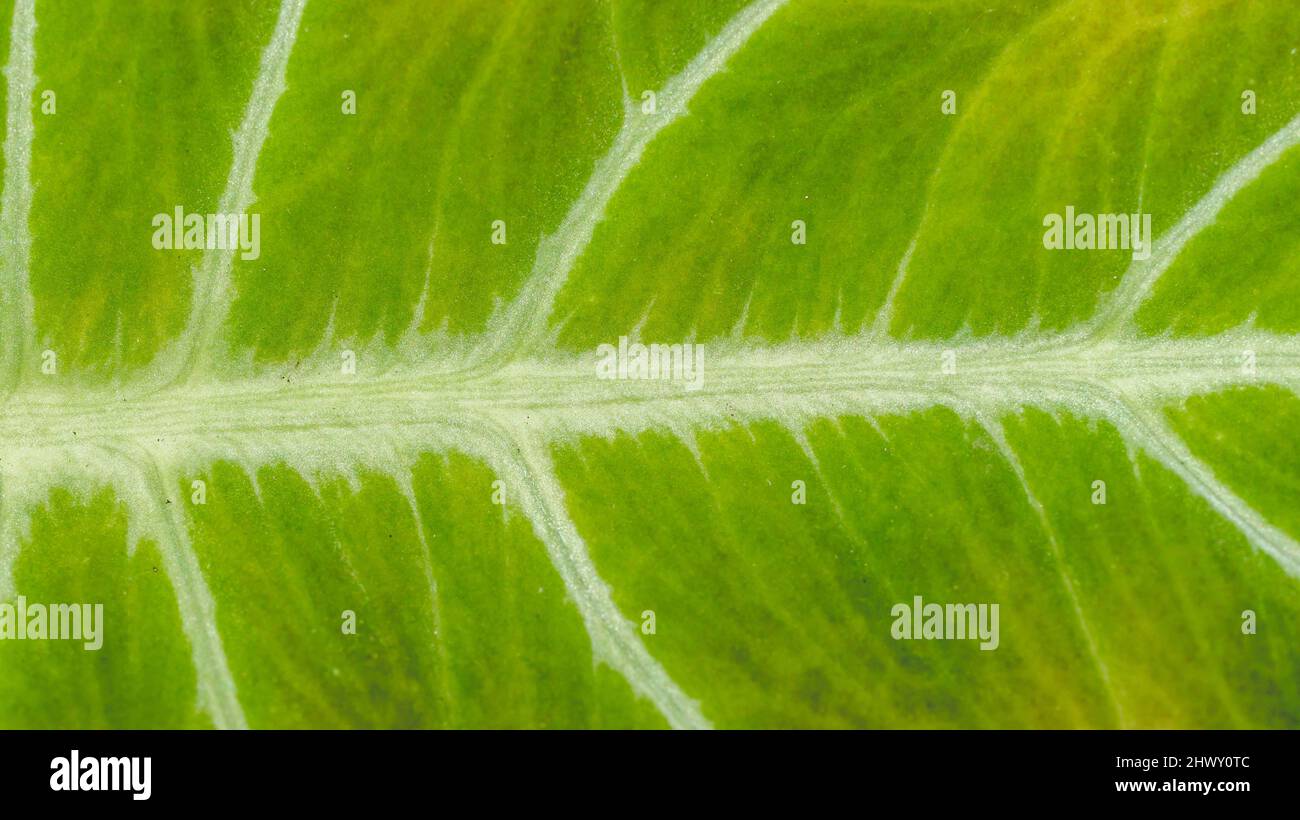 Leaf structure in detail with vibrant color. Fresh natural background ...