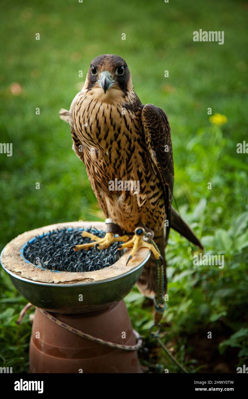 Falcon on the perch. Male peregrine falcon on the block perch Stock ...