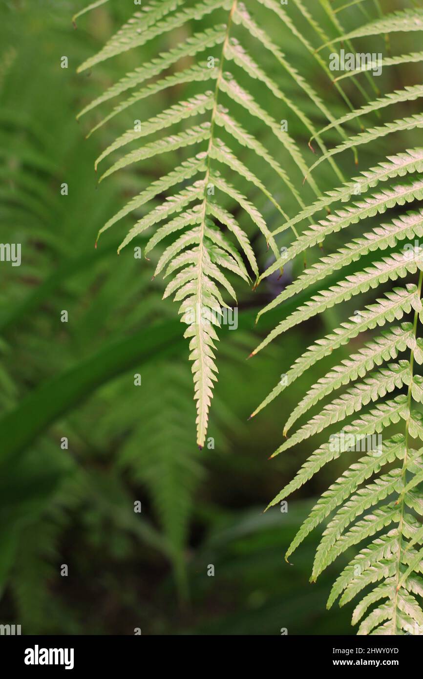 Beautiful bright green ferns growing in the summer meadow Stock Photo ...