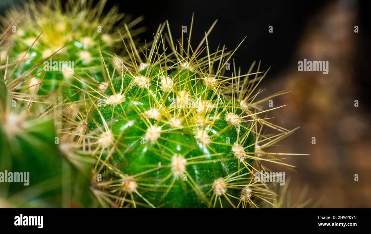 Green cactus with yellow spines. Beautiful globular cactus Stock Photo ...