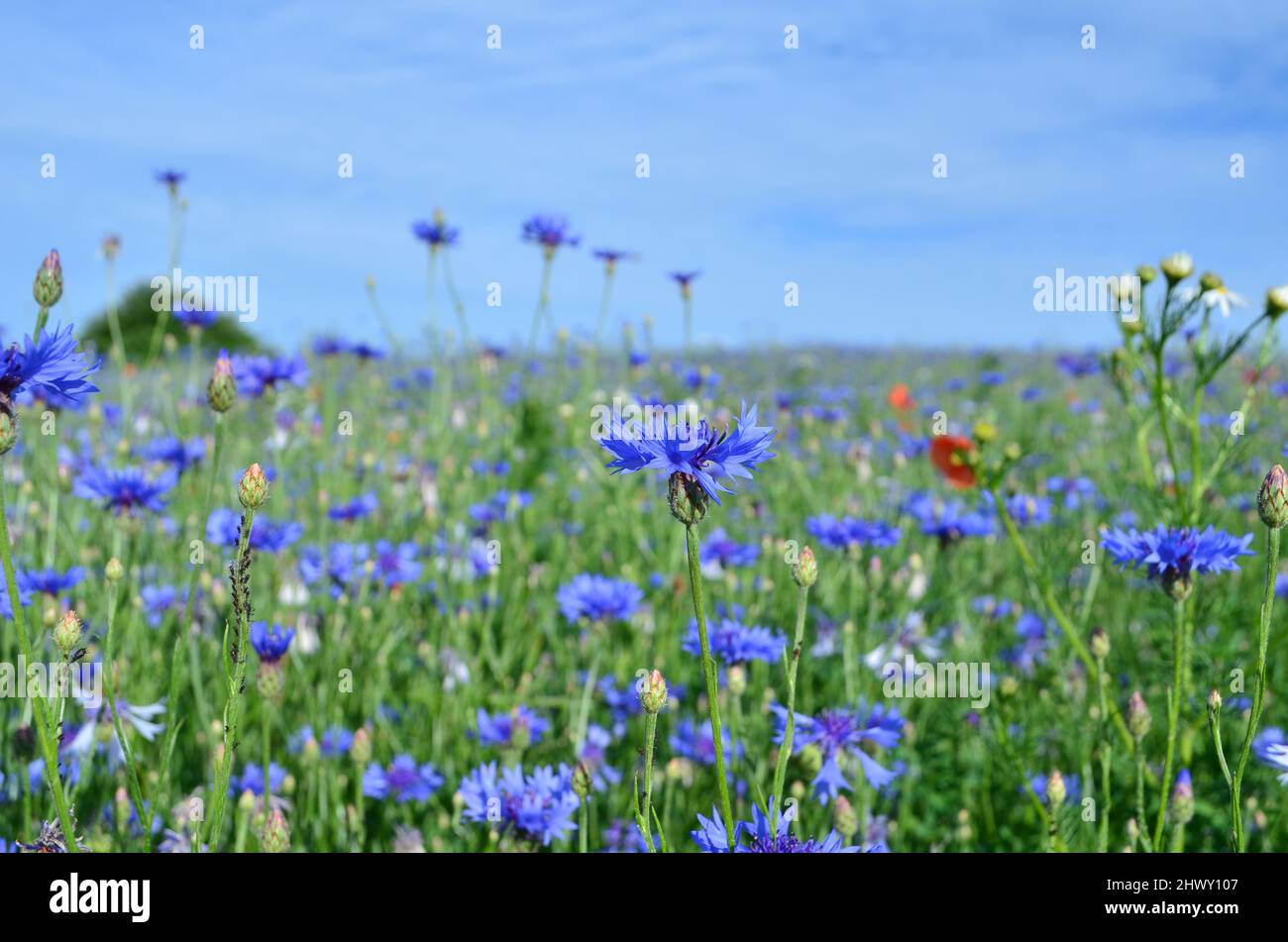 Cornflower field hi-res stock photography and images - Alamy