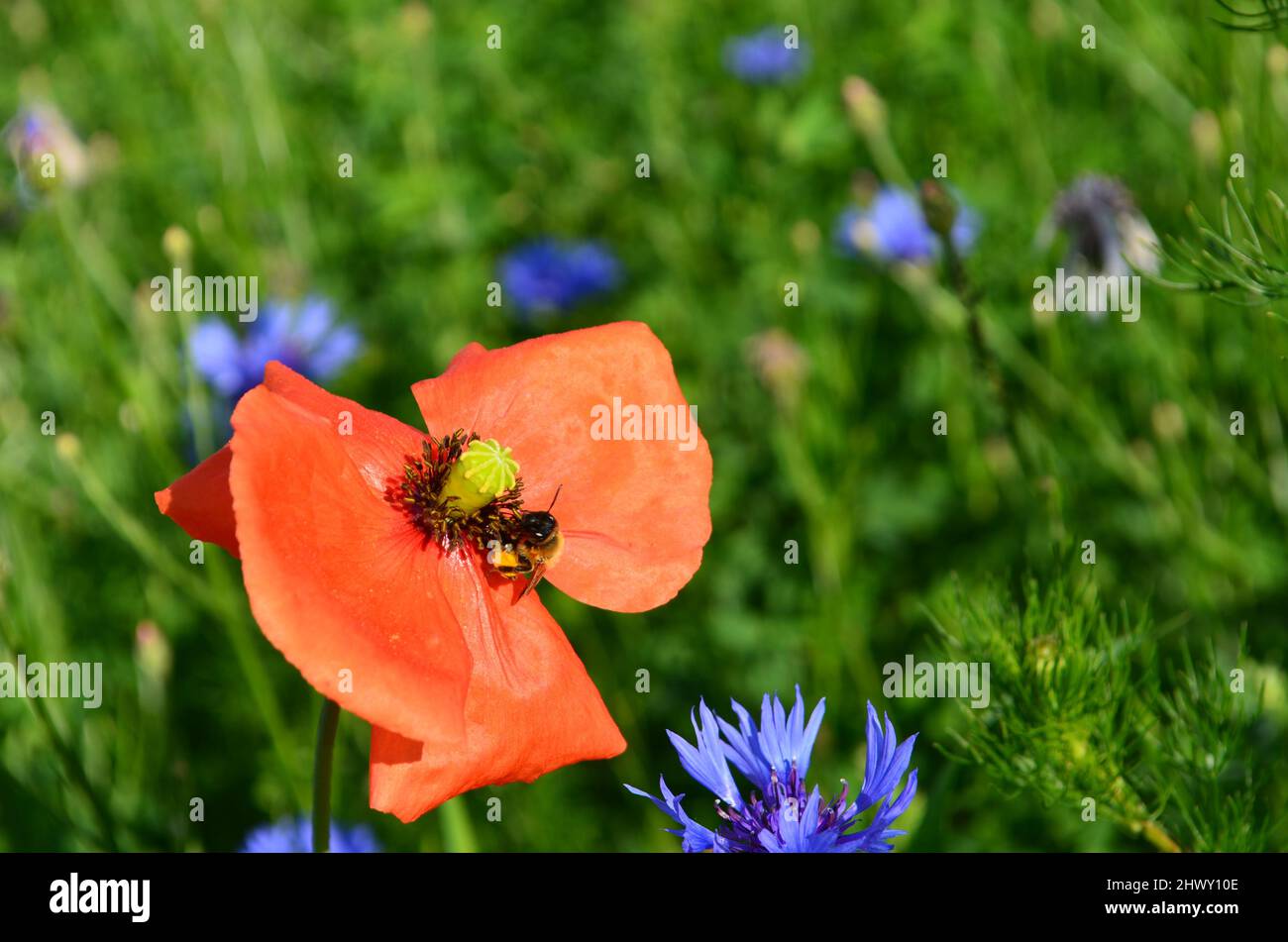 Mohnblume hi-res stock photography and images - Alamy