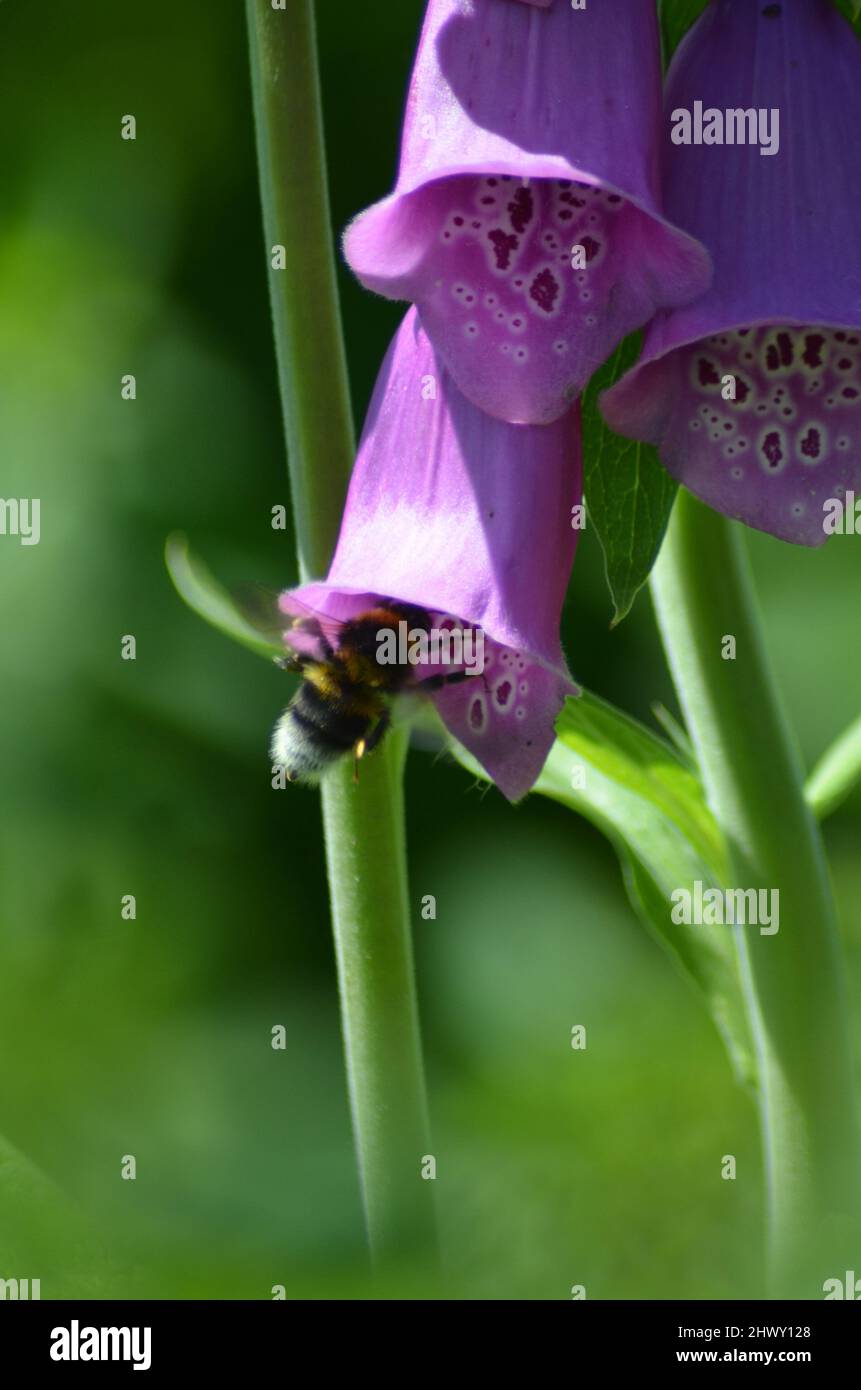 Fingerhut mit Hummel Gast Stock Photo - Alamy