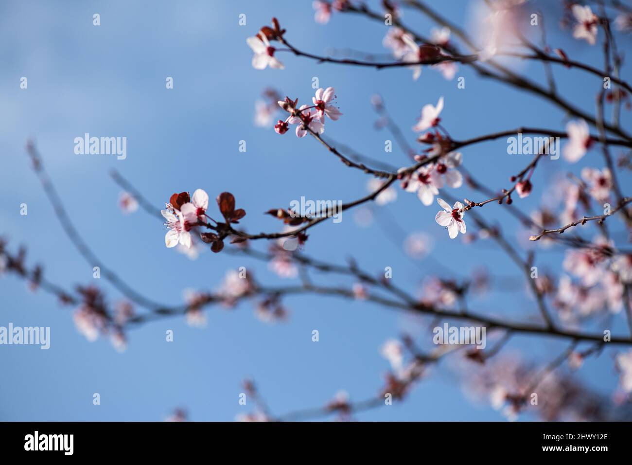 Beautiful cherry blossom tree branches and blue sky Stock Photo - Alamy