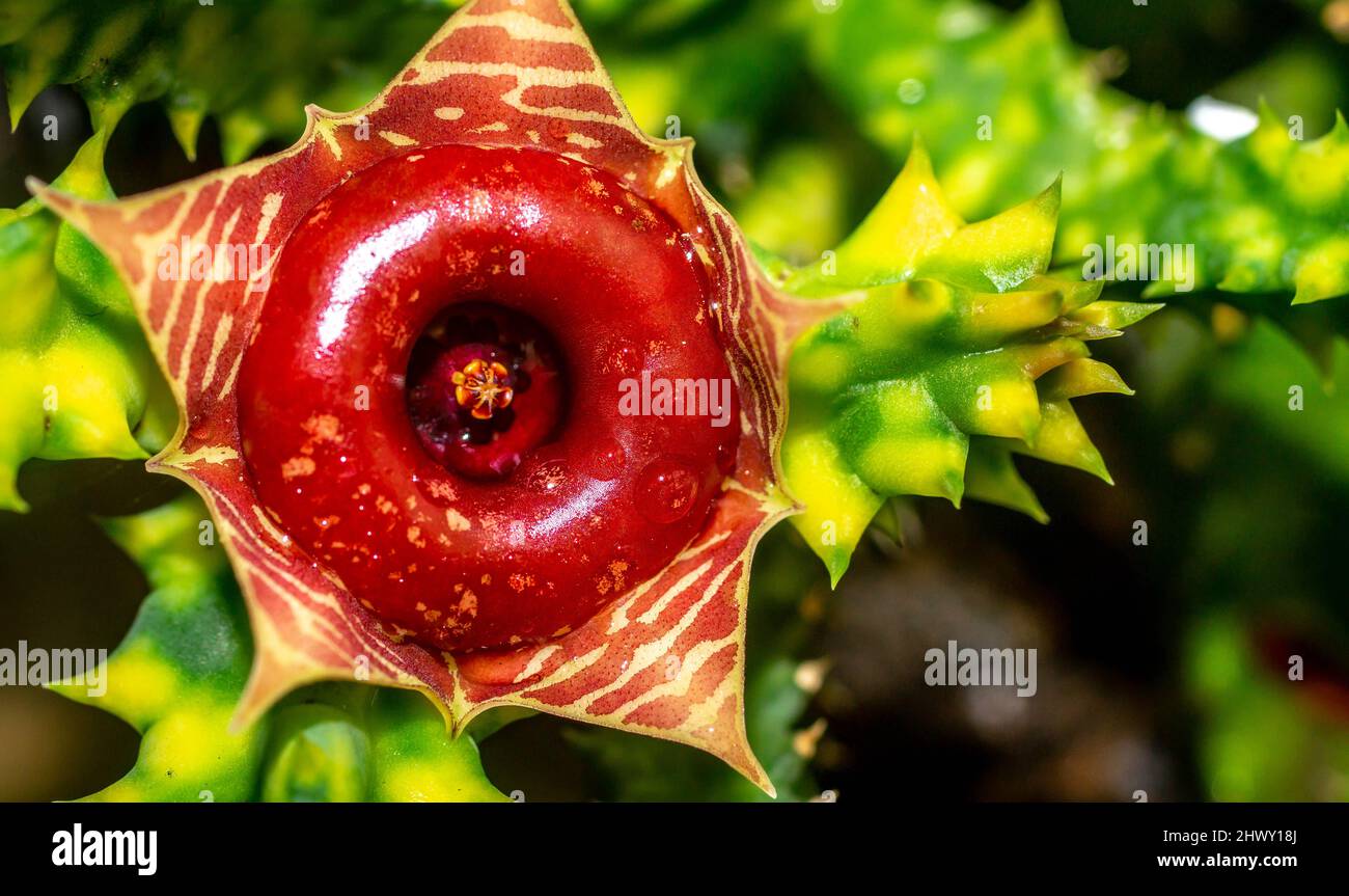 Variegated Huernia Zebrina flower. Beautiful star-shaped succulent ...