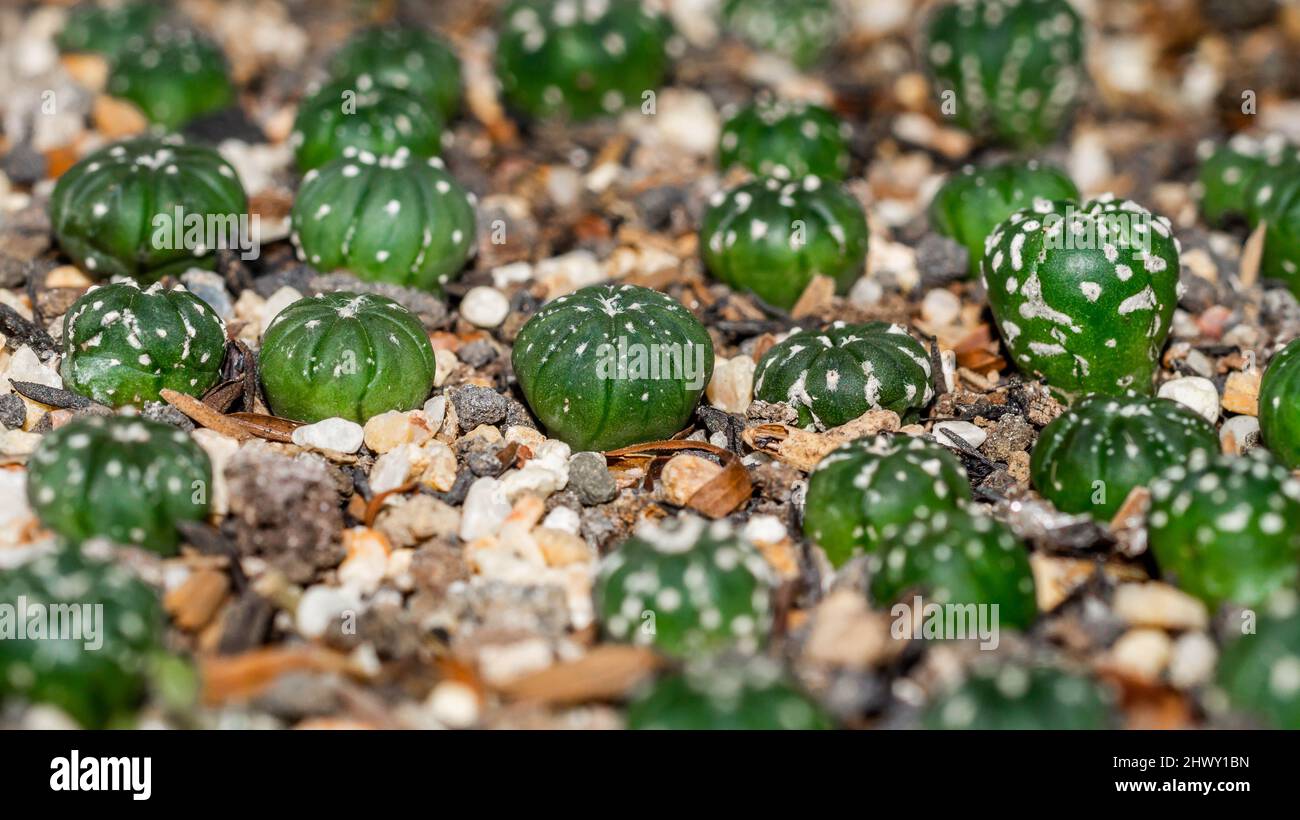 Astrophytum asterias seedlings on white gravel. Beautiful cactus ...