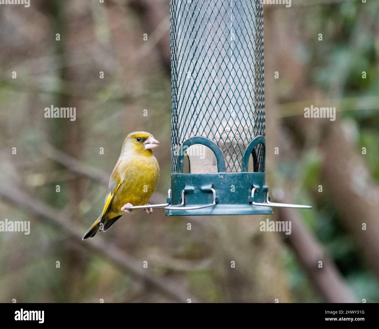 Species chloris chloris hi-res stock photography and images - Alamy