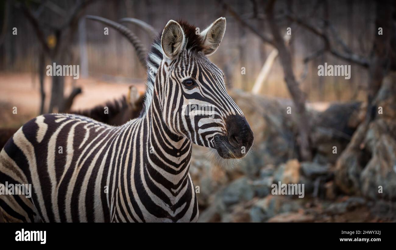zebra looking curiously with a blurry background. Photo was taken in ...