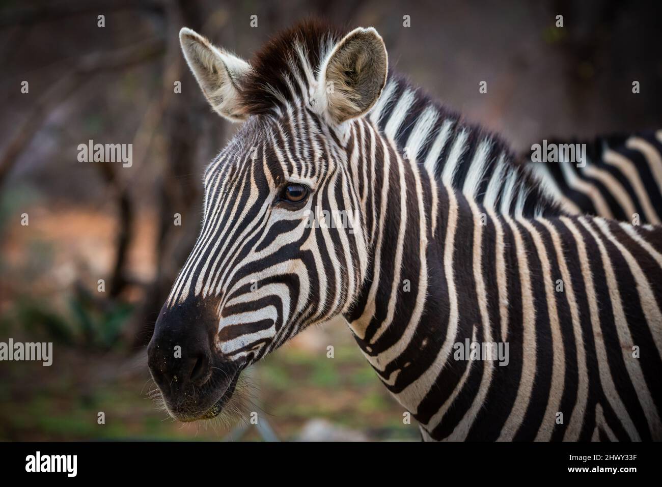 zebra looking curiously with a blurry background. Photo was taken in ...