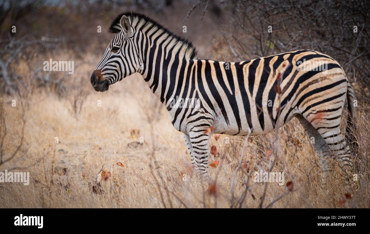 Profil picture of a zebra with a beautiful brown background Stock Photo ...