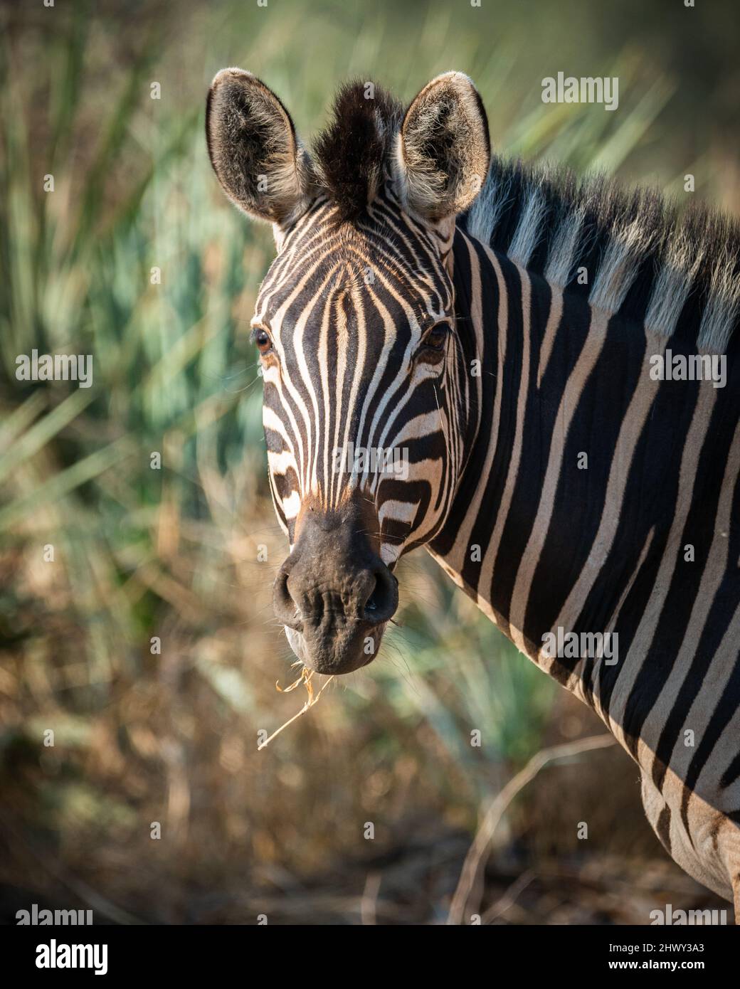 Zebra looking into the camera with a green background Stock Photo - Alamy