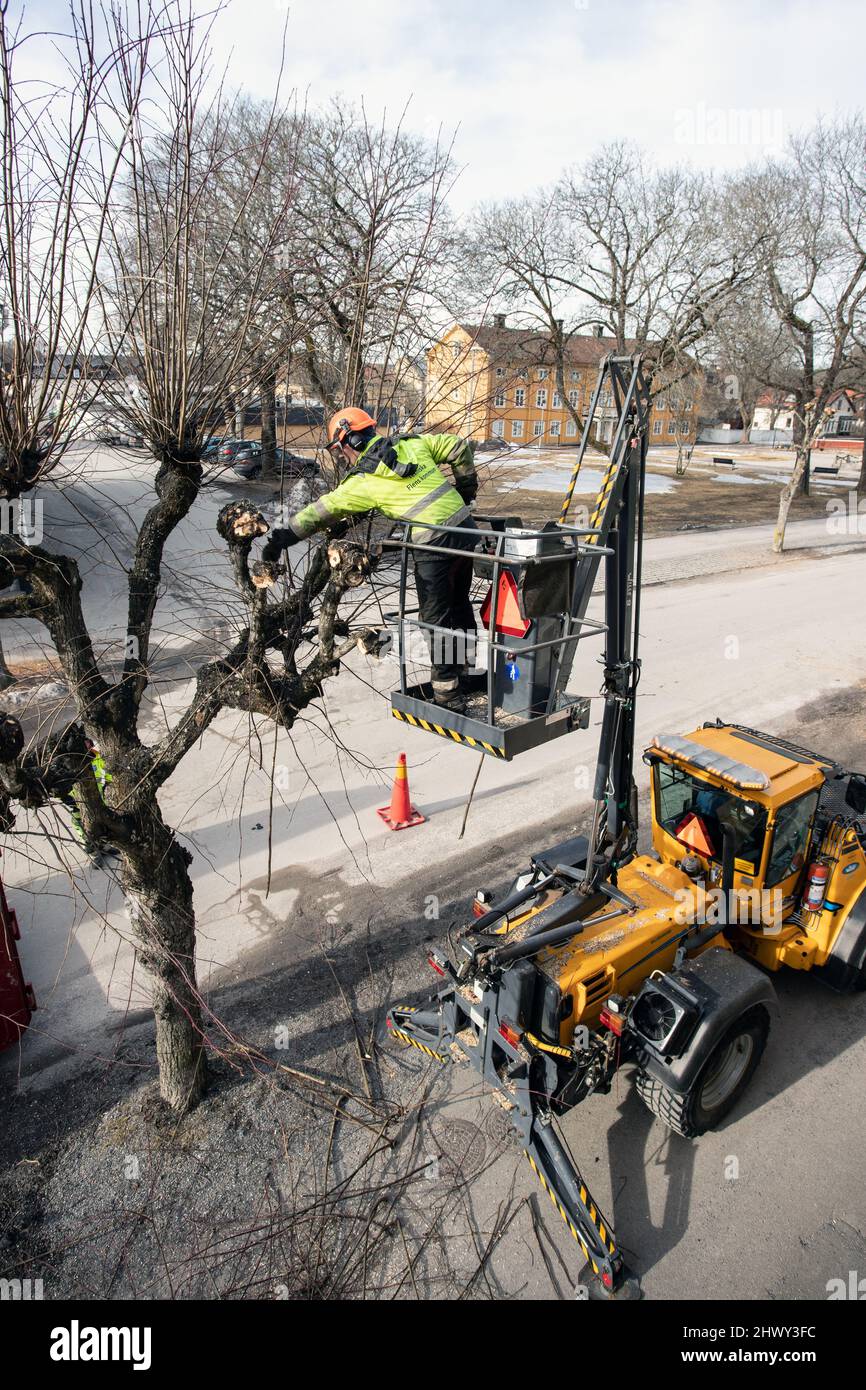 Pruning linden tree hi-res stock photography and images - Alamy
