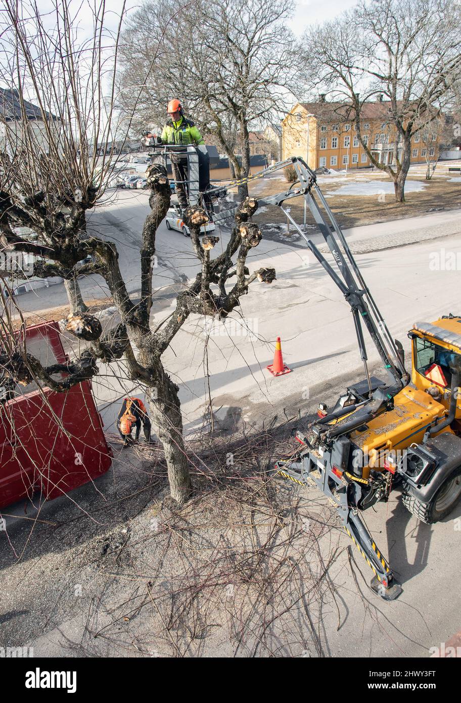 Pruning linden tree hi-res stock photography and images - Alamy