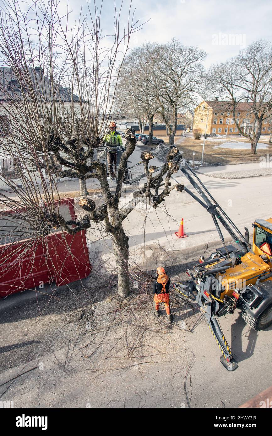Pruning linden tree hi-res stock photography and images - Alamy