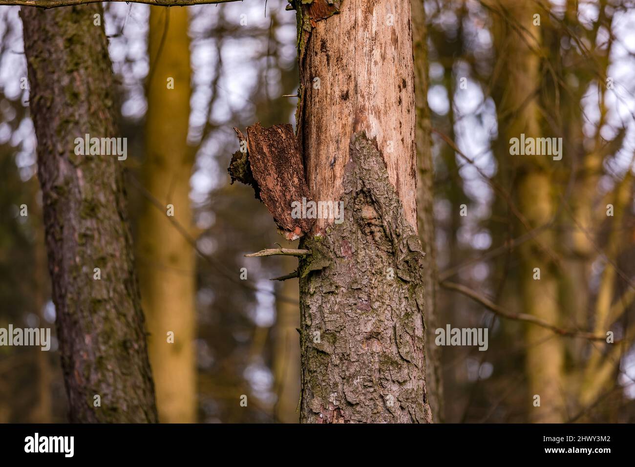 Insect infestation hi-res stock photography and images - Alamy