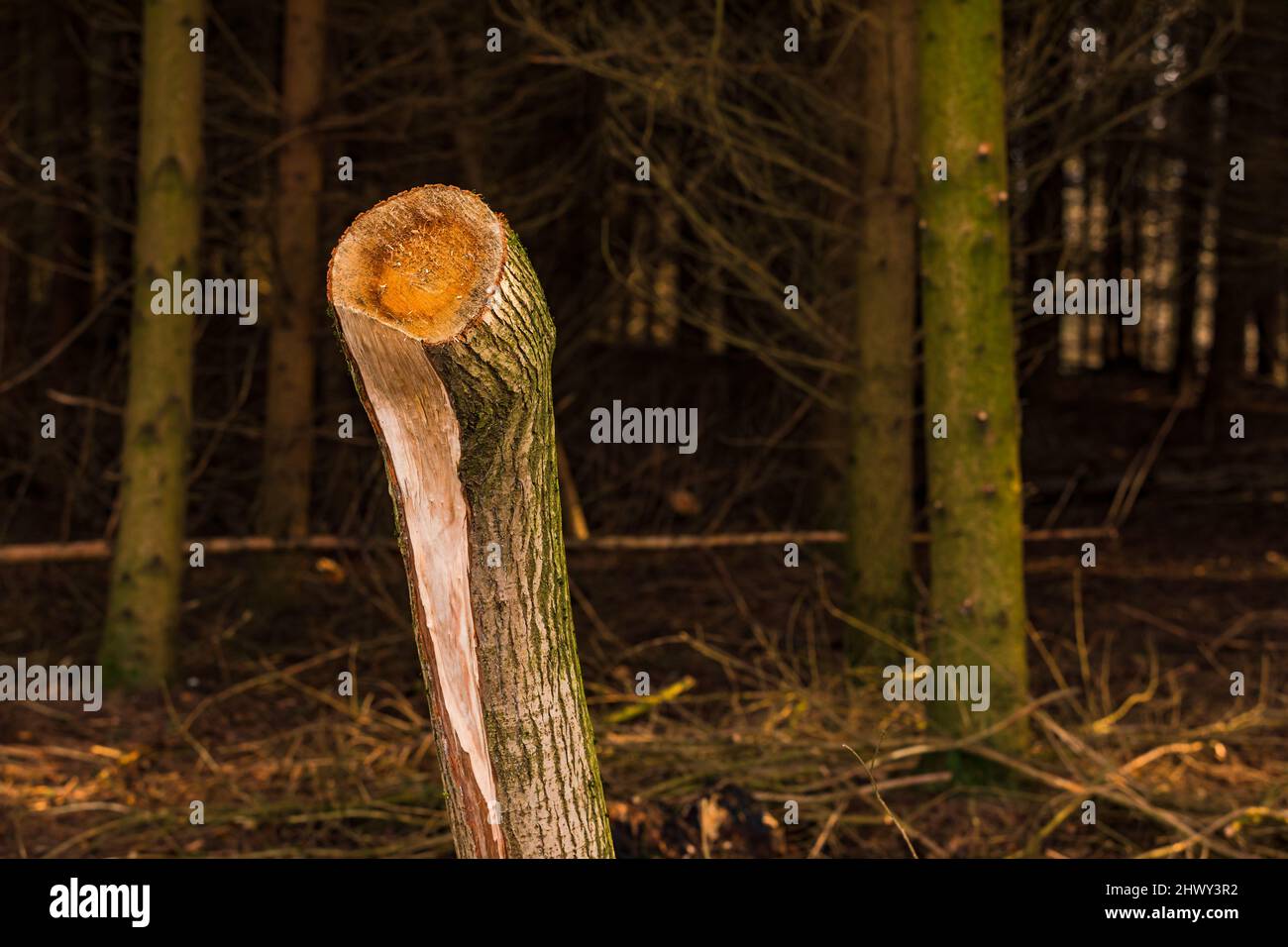 A sawed-off tree stump damaged after a storm Stock Photo - Alamy