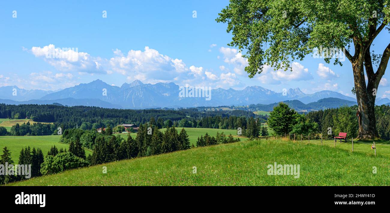 Solid tree on top of a small hill in eastern Allgäu Stock Photo - Alamy