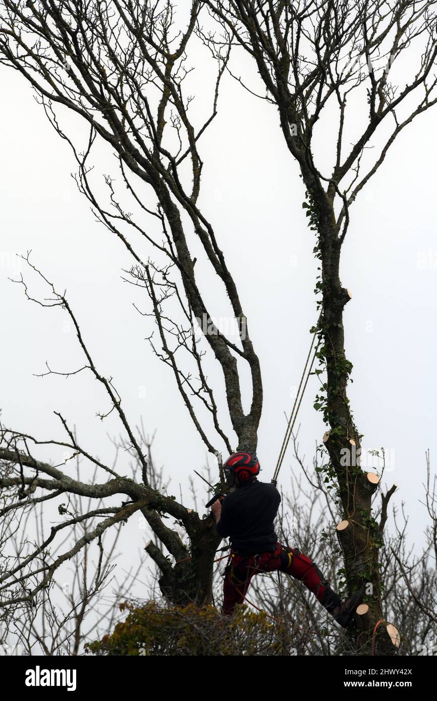 Man with chainsaw suspended high above the ground by ropes for safety ...