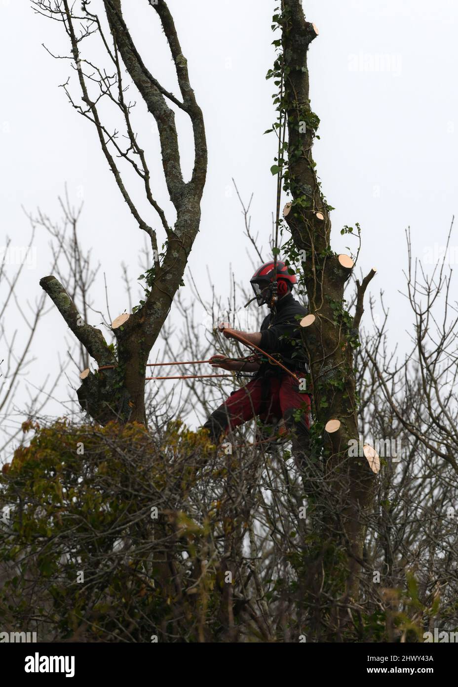 Man with chainsaw suspended high above the ground by ropes for safety ...