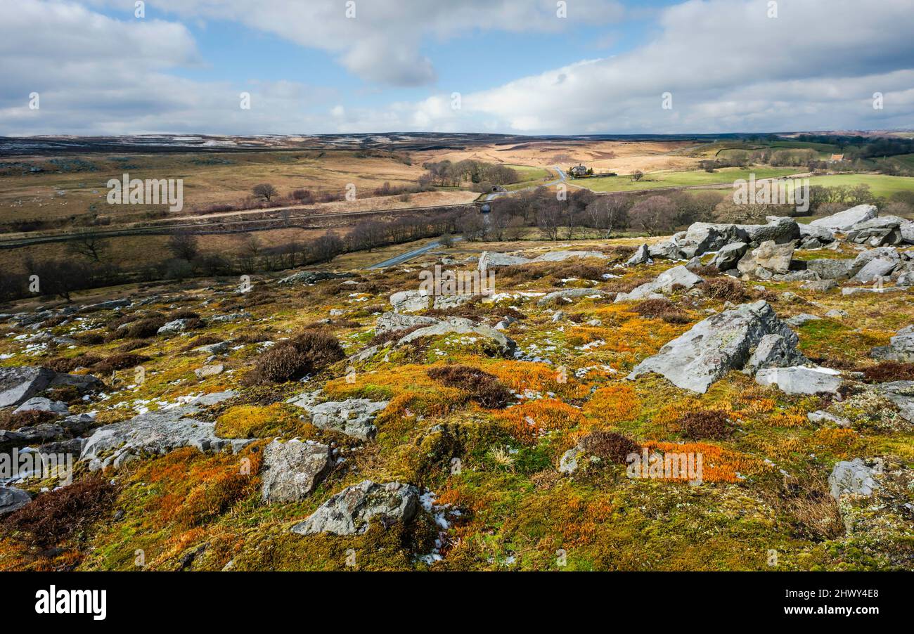 North York Moors with colorful flowering grasses with patches of ...