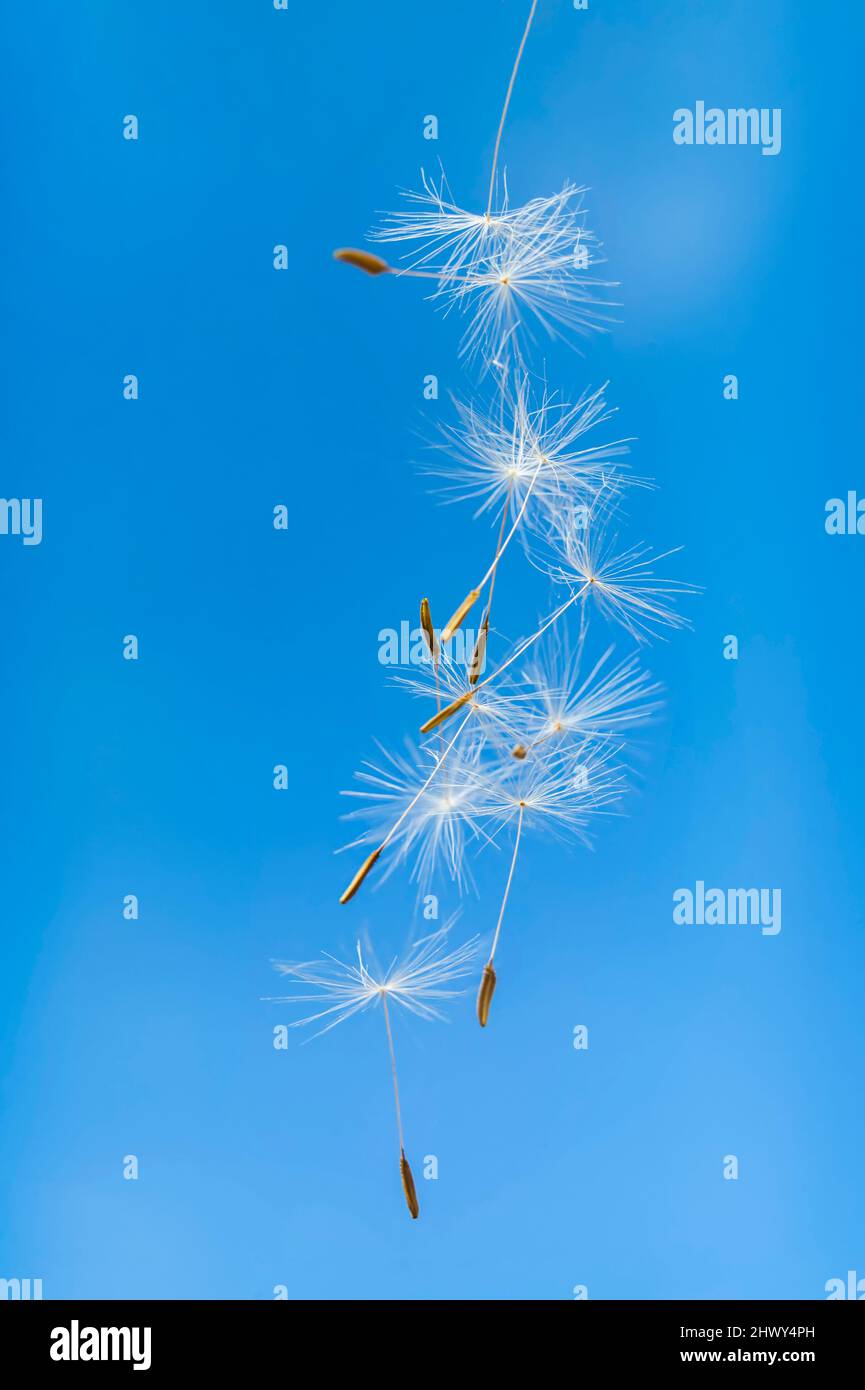 Dandelion flower with flying dandelion seeds hi-res stock photography ...