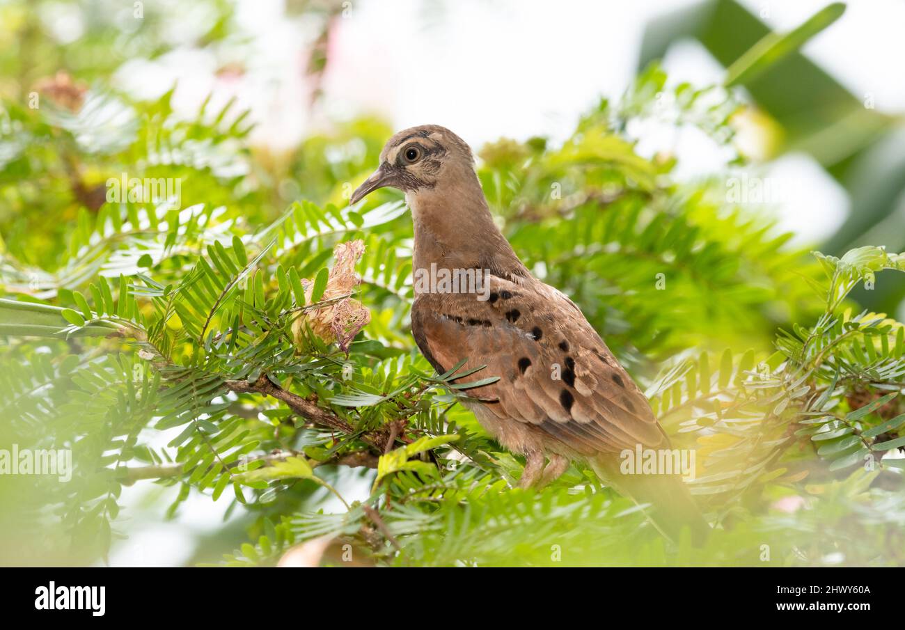 A young and molting Ruddy Ground Dove, Columbina talpacoti, perched in ...