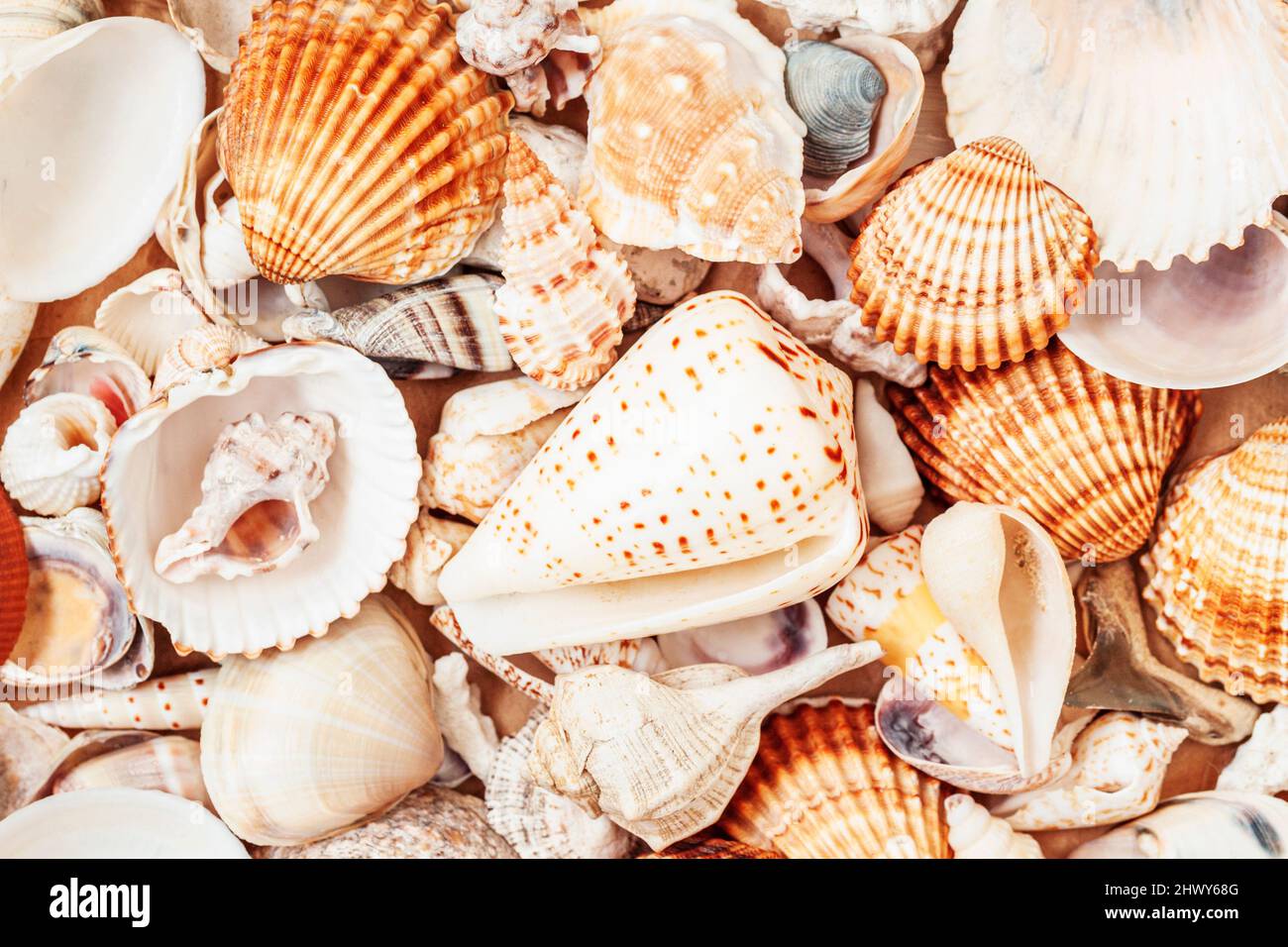 Sea shells background, top view. Concept of sea resort rest and ...