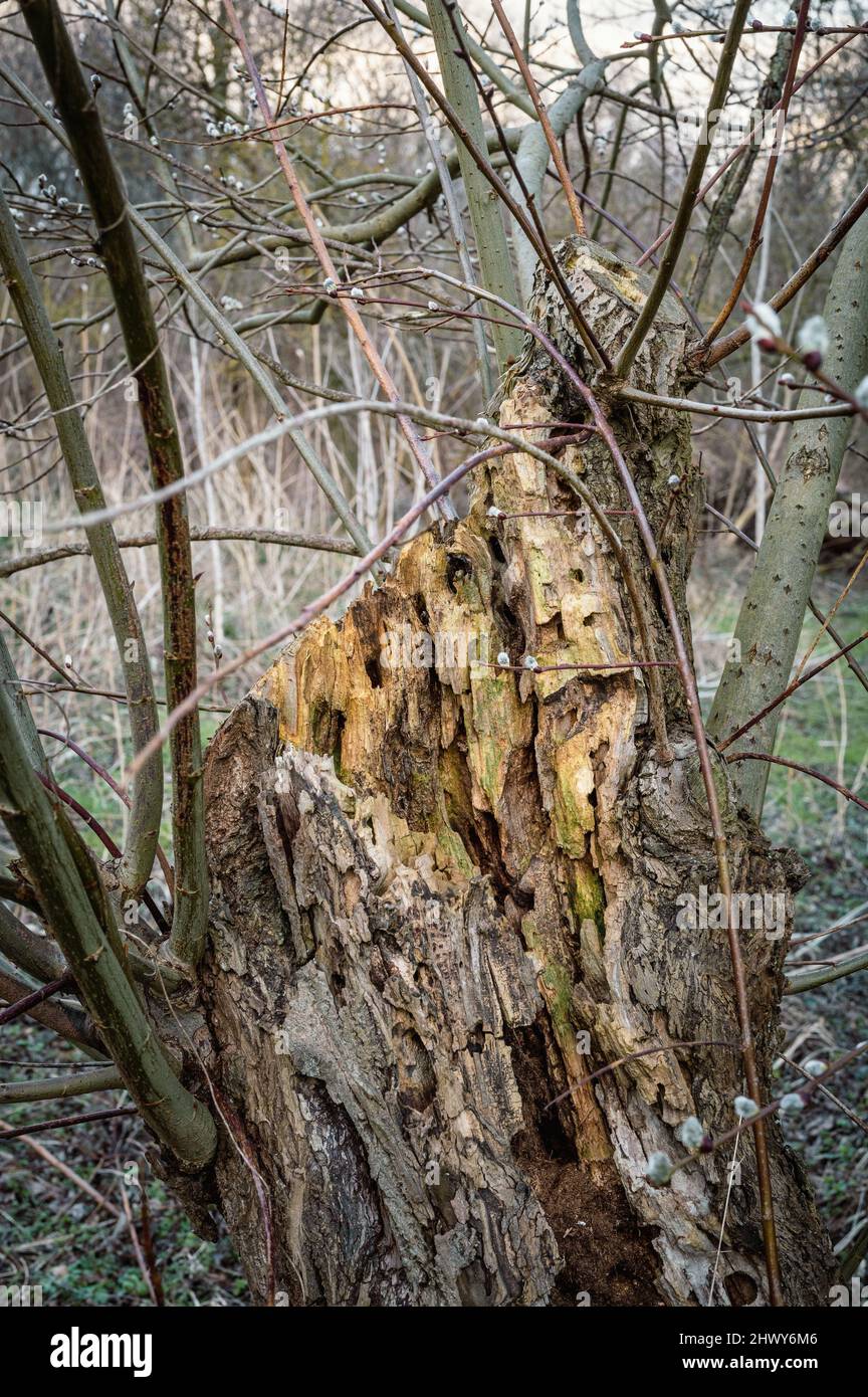 An old tree stumpf with fresh branches Stock Photo - Alamy