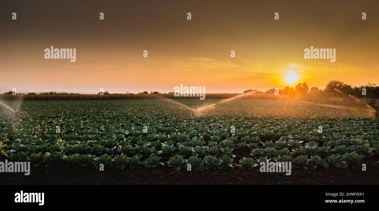 cabbage field with irrigation sprinkler watering Stock Photo - Alamy