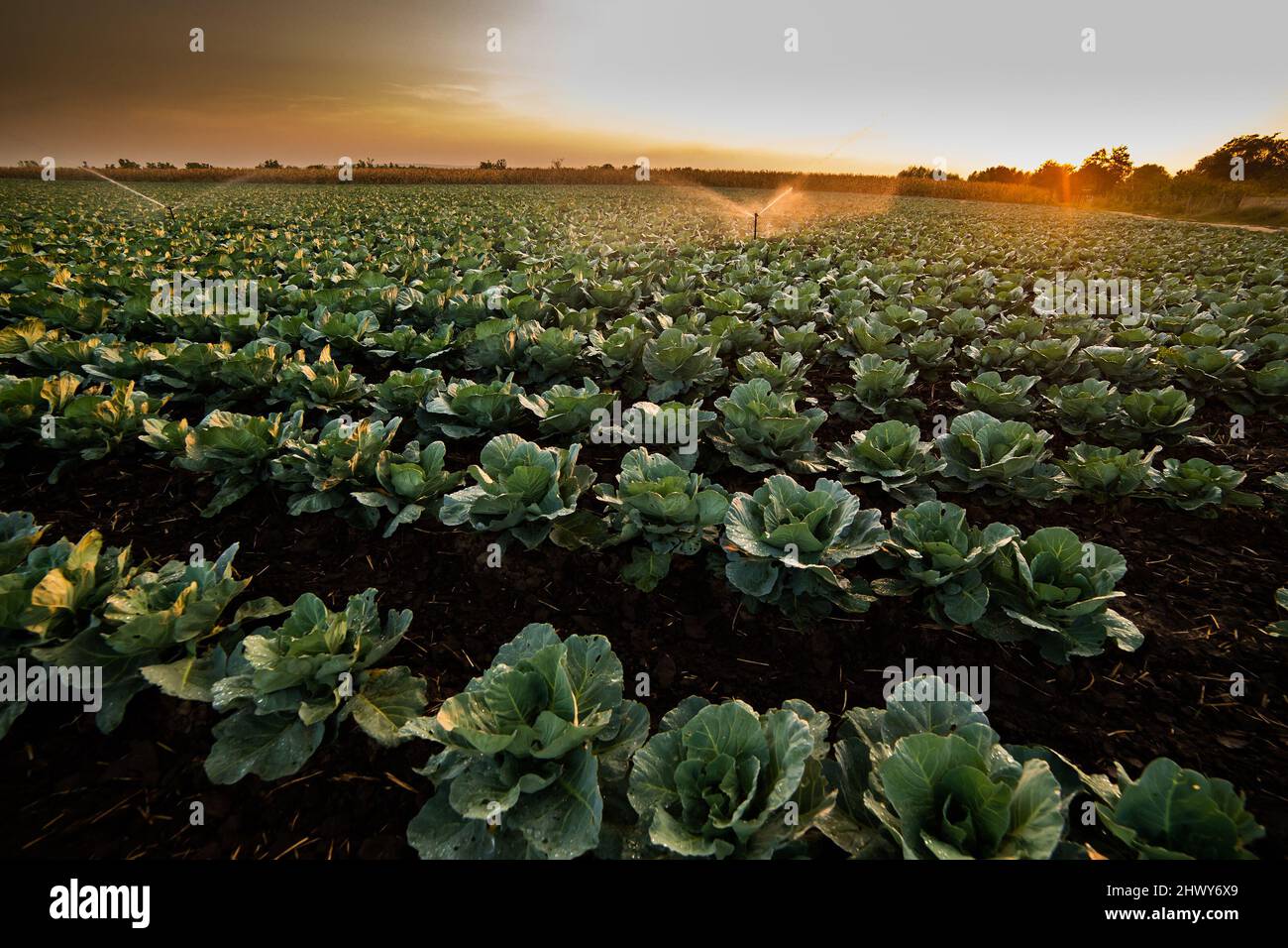 cabbage field with irrigation sprinkler watering Stock Photo - Alamy