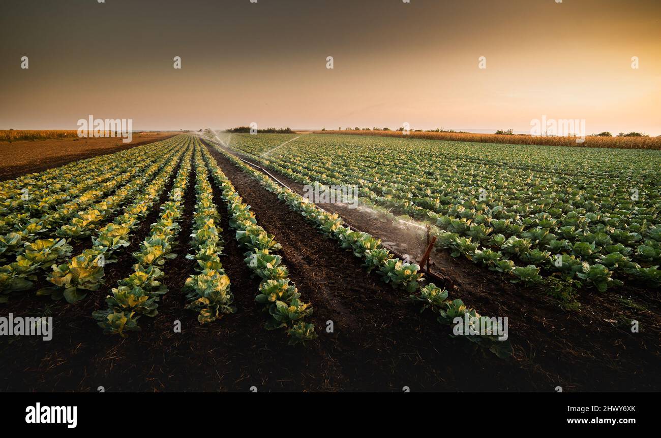cabbage field with irrigation sprinkler watering Stock Photo - Alamy